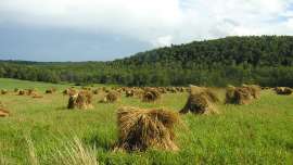 New York Planting Zones: Map of NY Growing Zones