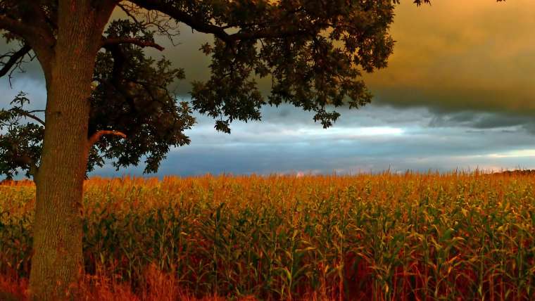Ohio Planting Zones: Map of Ohio Growing Zones