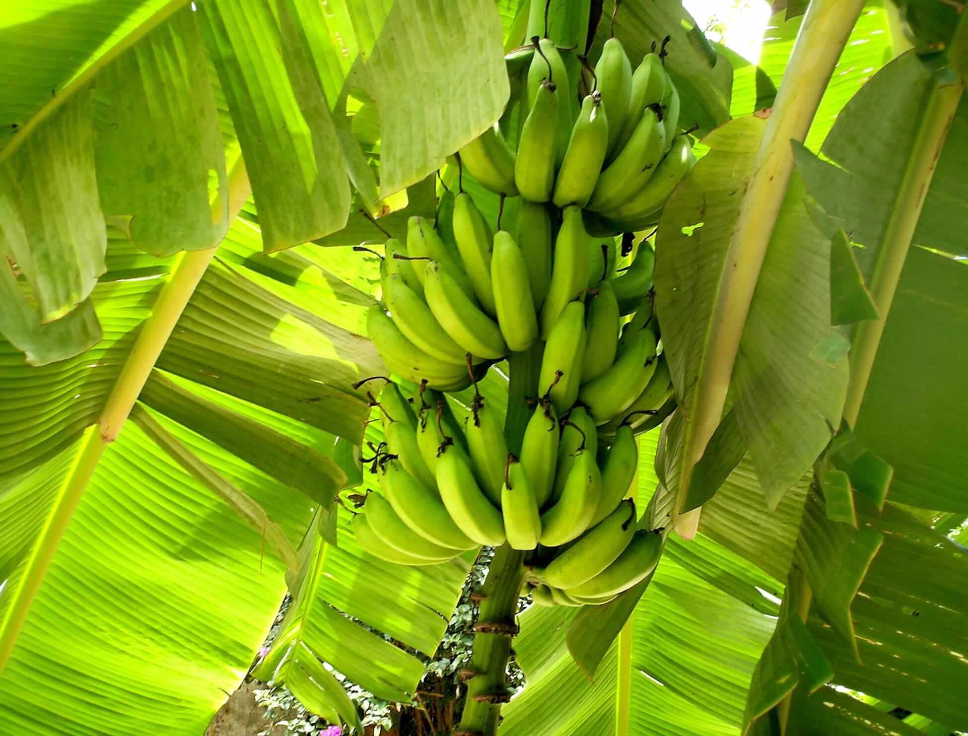 Growing Bananas: How to Plant, Grow, and Care for Banana Plants