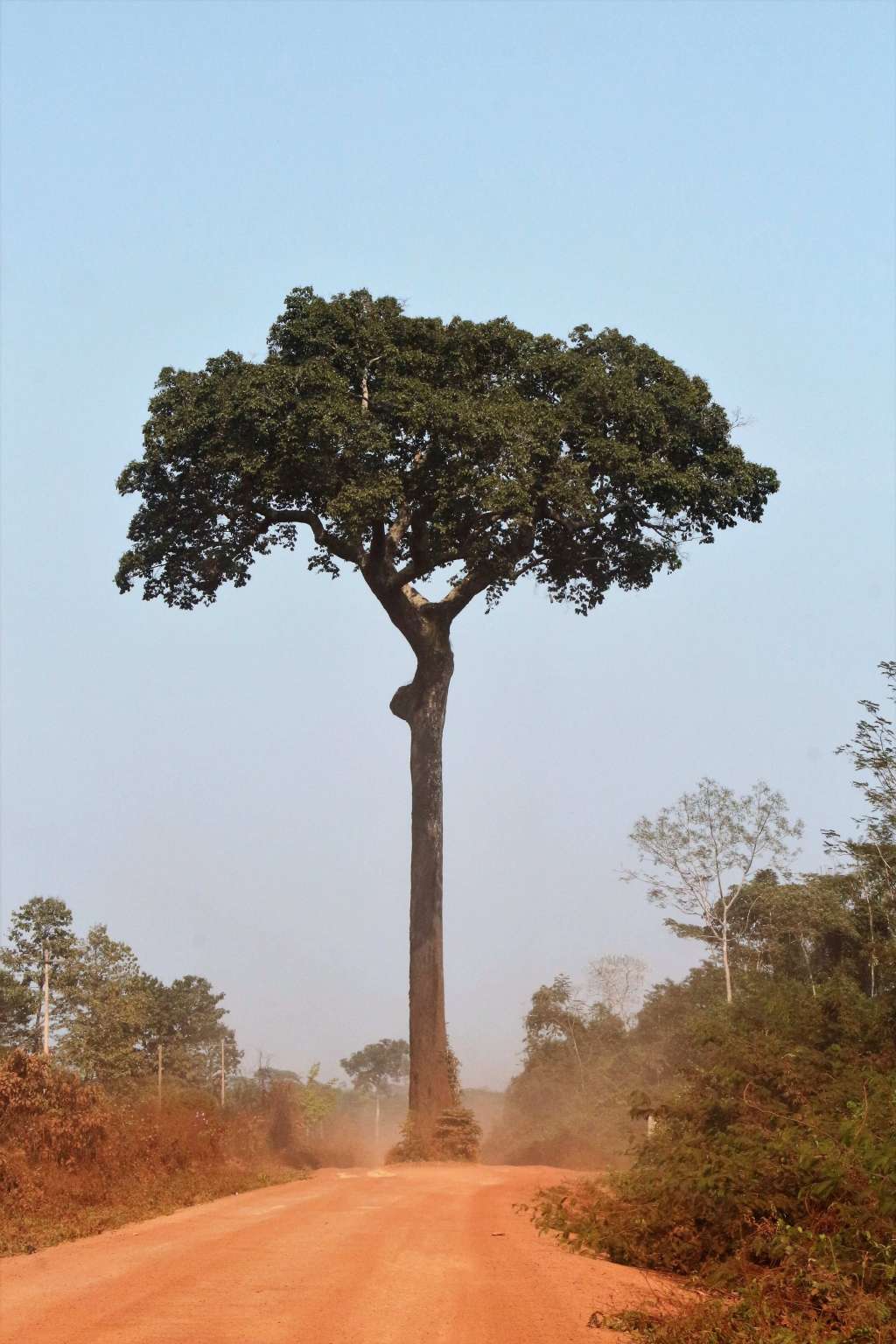How to Plant, Grow, and Harvest Brazil Nut Trees