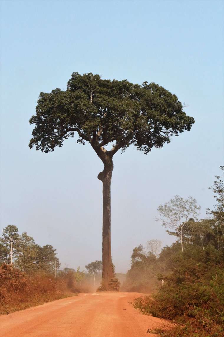 How to Plant, Grow, and Harvest Brazil Nut Trees