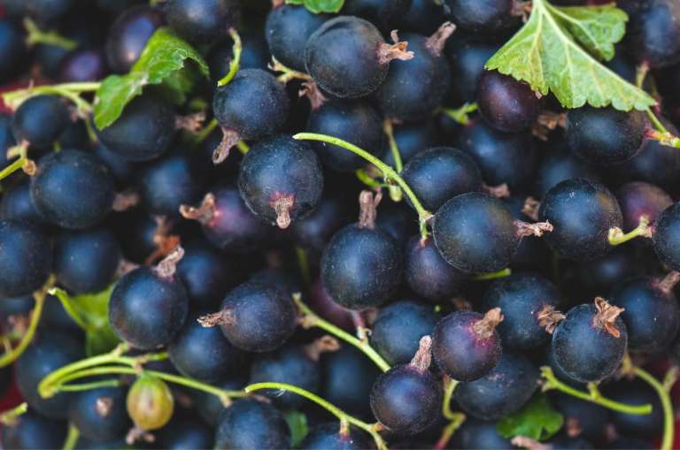 Growing Currants: How to Plant, Grow, and Harvest Currants