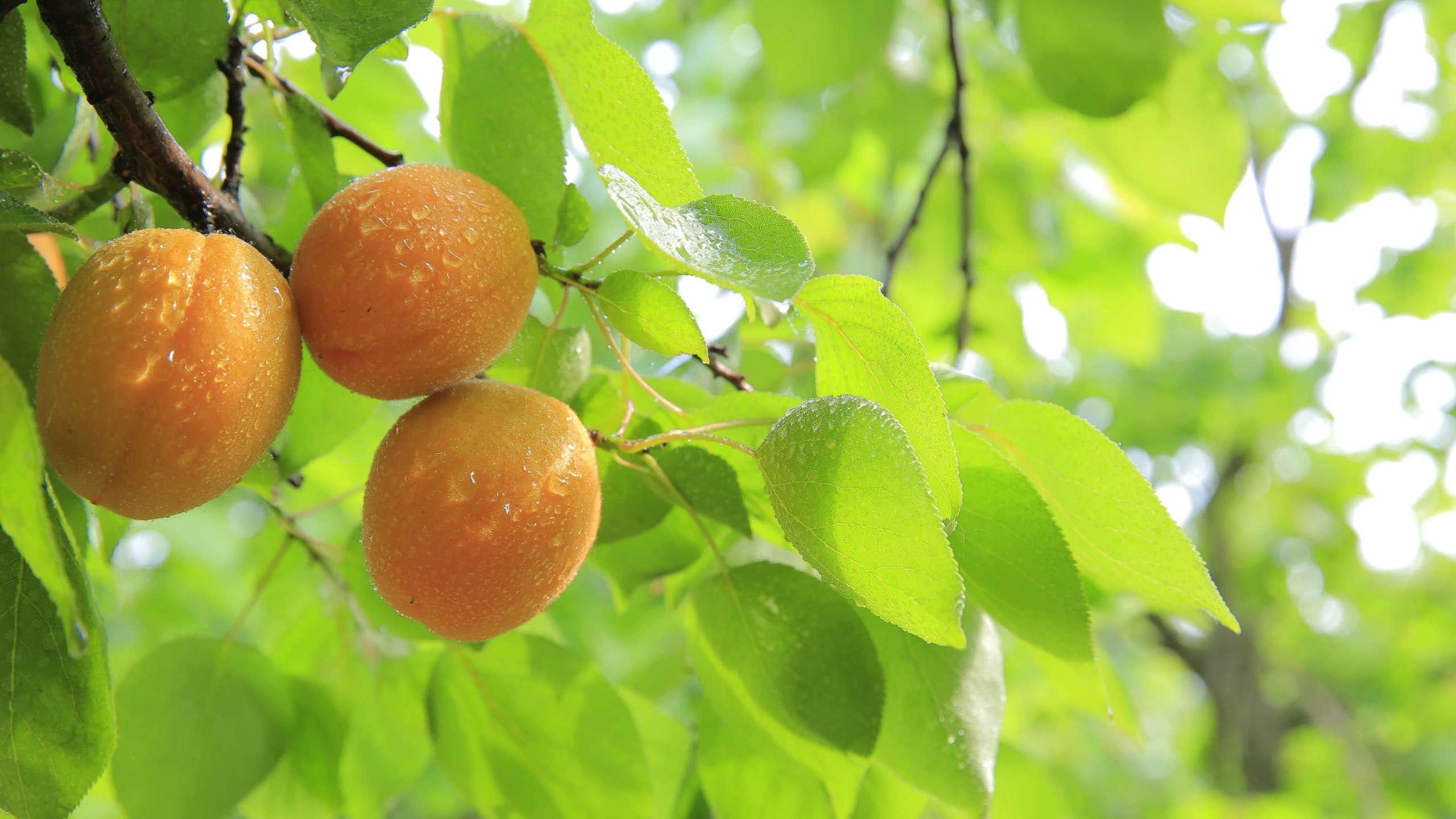 Growing Apricots: How to Plant and Grow Apricots