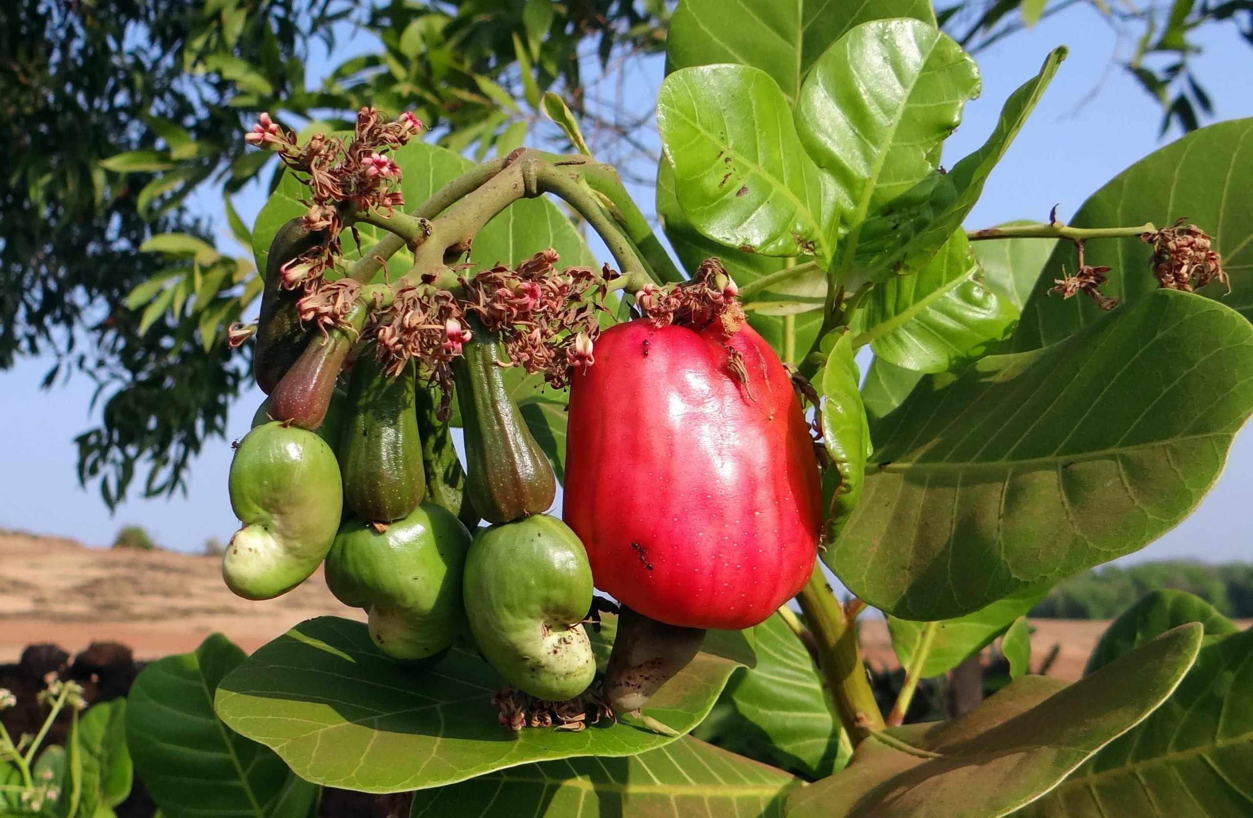 Growing Cashews: How to Plant, Grow, and Harvest Cashews