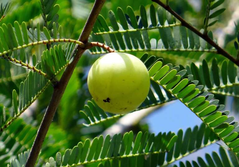 How to Plant, Grow, and Harvest Gooseberries