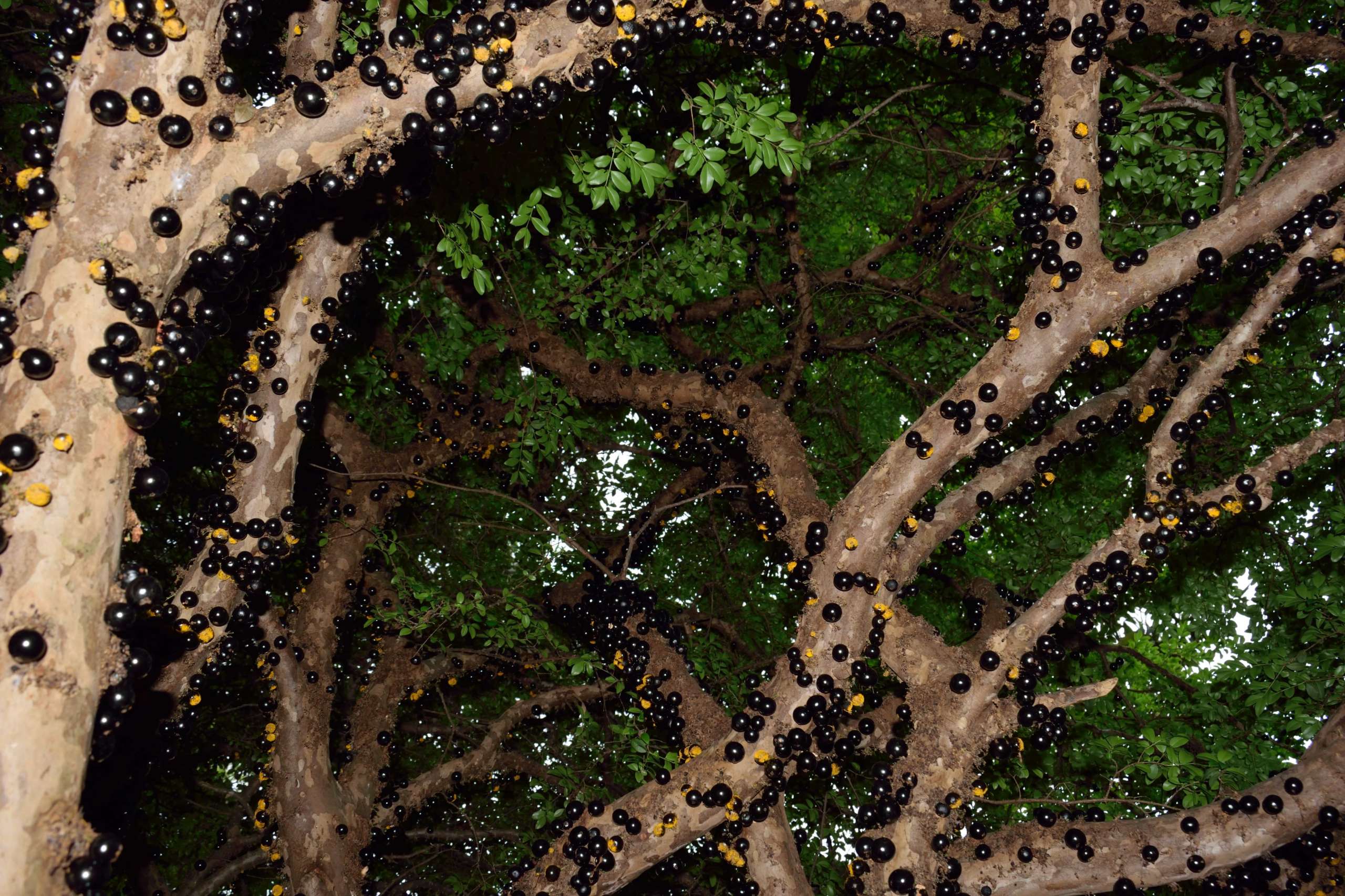 Growing Jabuticaba: How to Plant, Grow, and Harvest Jabuticaba
