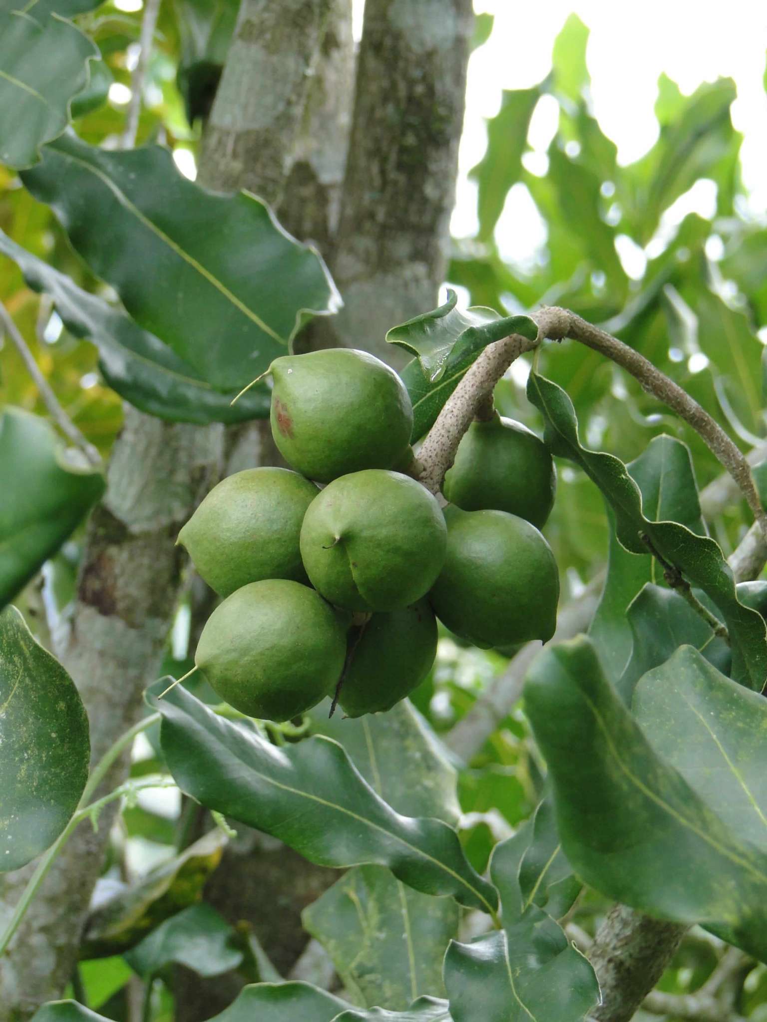Growing Macadamia: How to Plant, Grow, and Harvest Macadamia