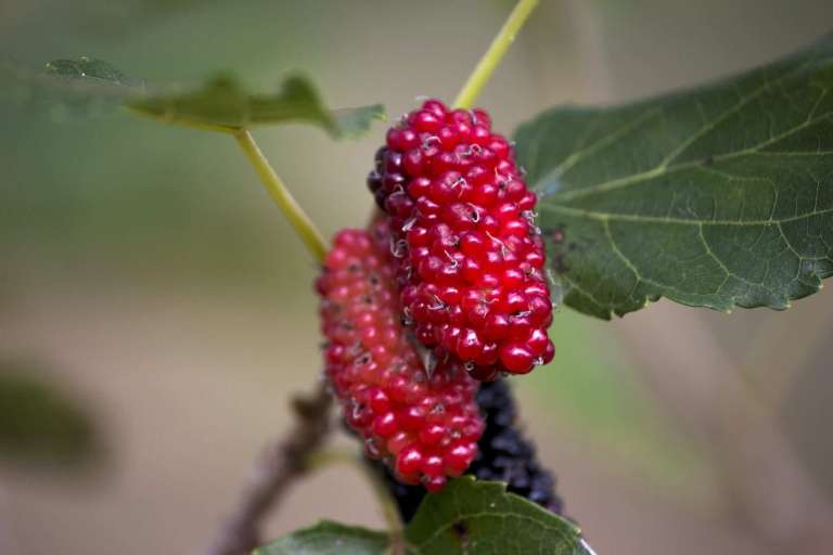Growing Mulberries at Home: Step-by-Step Planting Tips