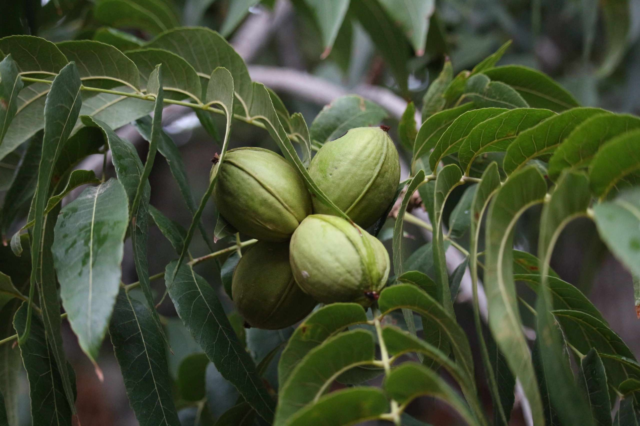 Growing Pecans: How to Plant and Grow Pecans