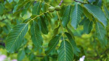 Growing Walnuts: How to Plant, Grow, and Harvest Walnuts