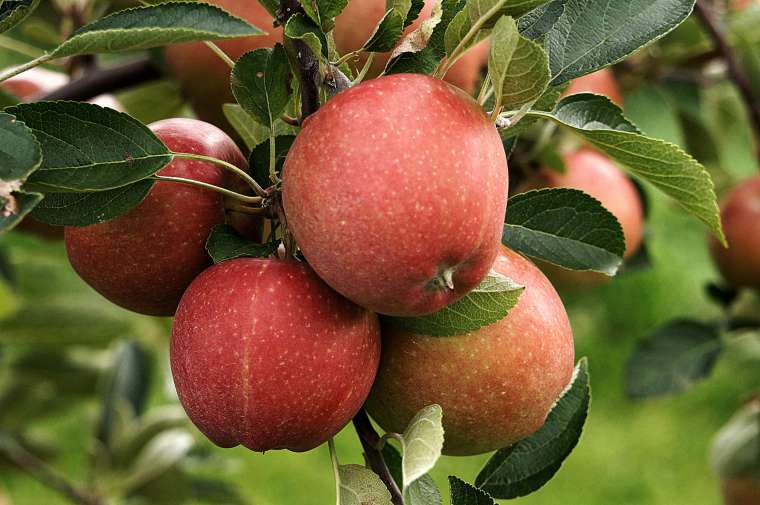 Growing Apple Trees: How to Plant, Grow, and Care for Apples