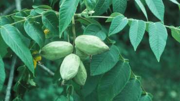 How to Plant, Grow, and Harvest Brazil Nut Trees