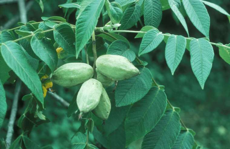 Growing Butternuts: How to Plant, Grow, and Harvest Butternuts