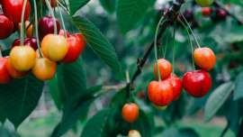 Growing Plums: How to Plant, Grow, and Harvest Plums