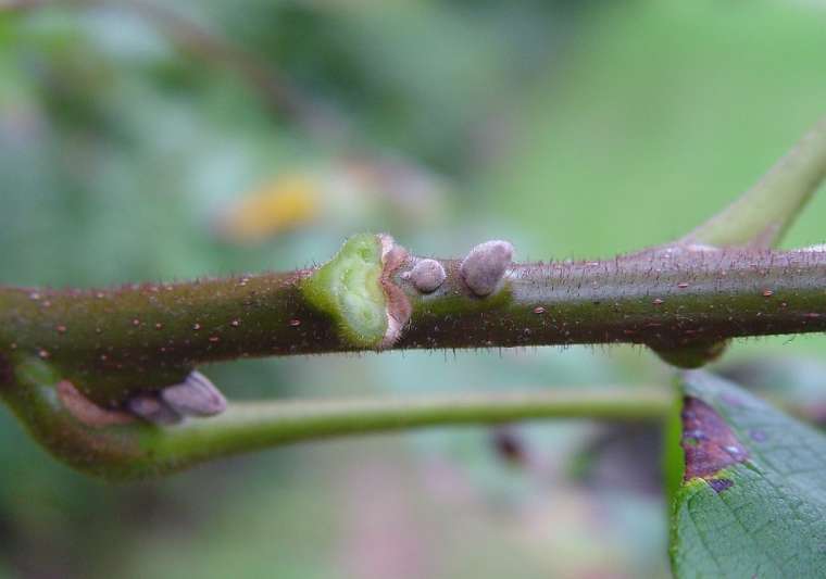 Growing Butternuts: How to Plant, Grow, and Harvest Butternuts
