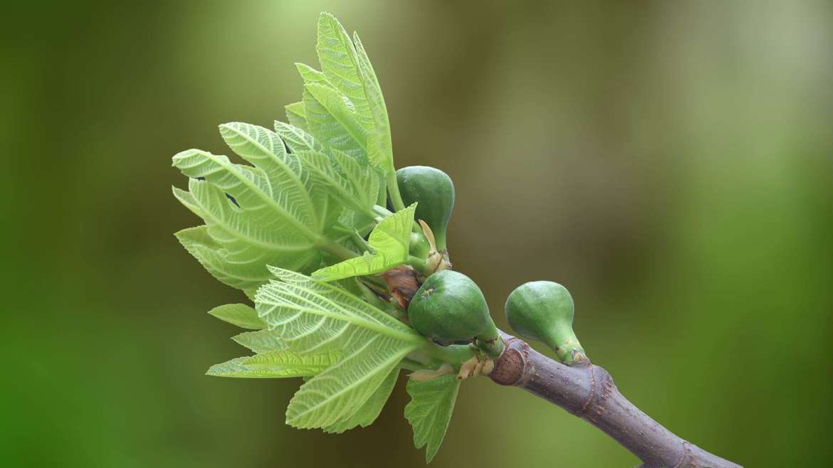 Growing Figs: How to Plant and Grow Fig Trees