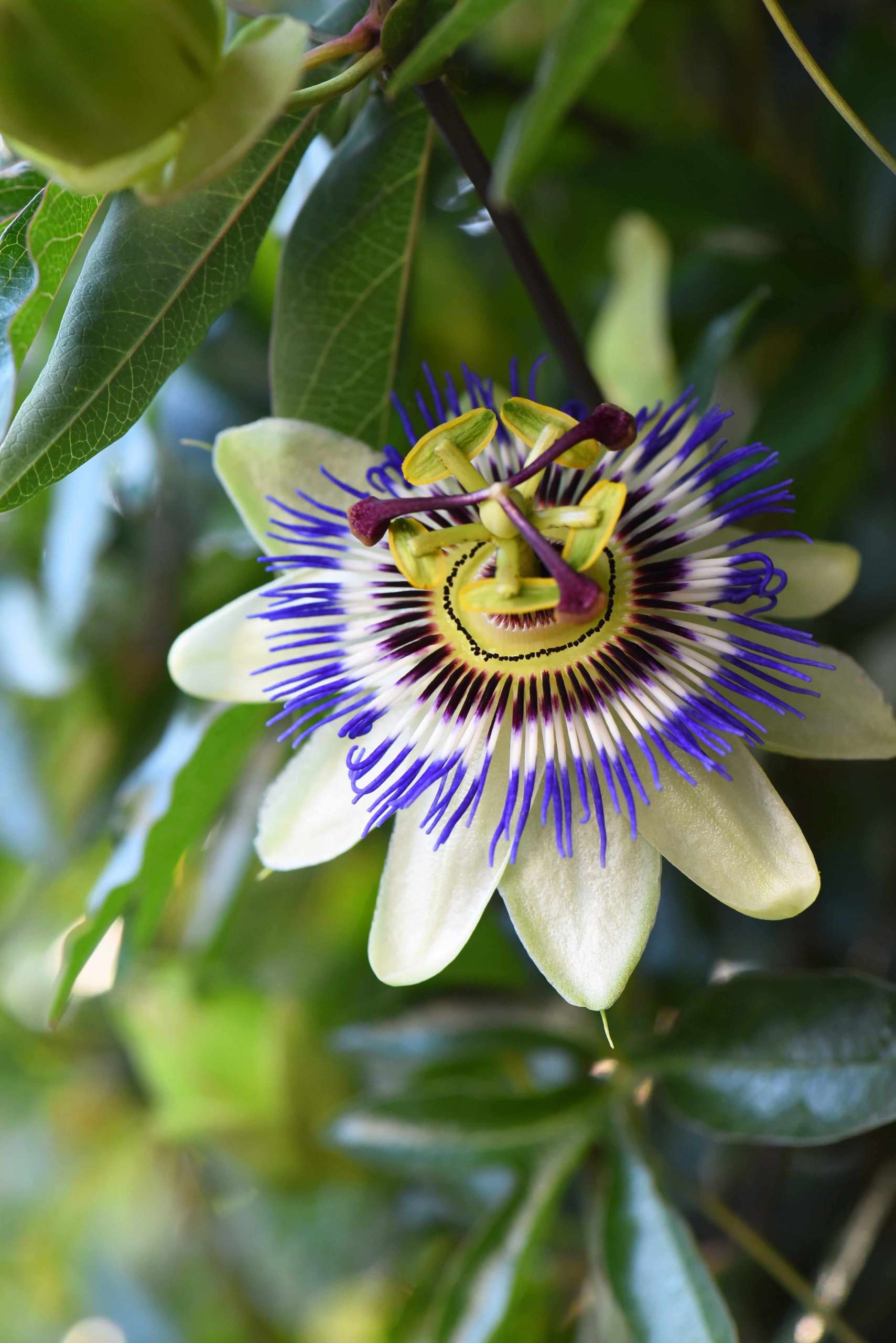 How to Plant, Grow, and Care for Passion Fruits
