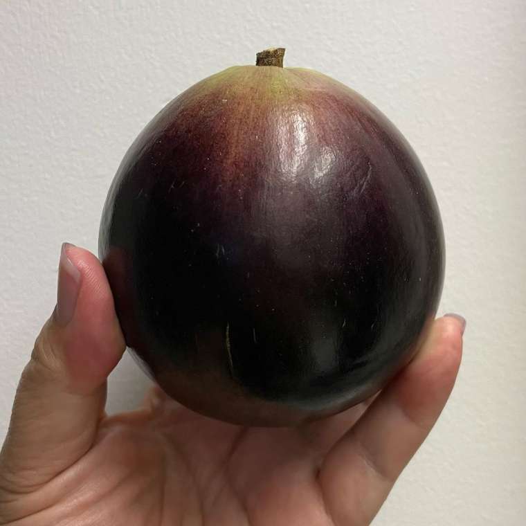 Expert Tips for Planting and Growing Star Apple Trees