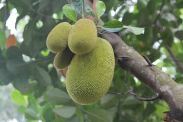 Growing Jackfruit: How to Plant, Grow, and Harvest Jackfruit