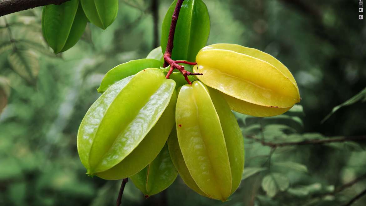 Expert Tips for Planting and Growing Star Apple Trees