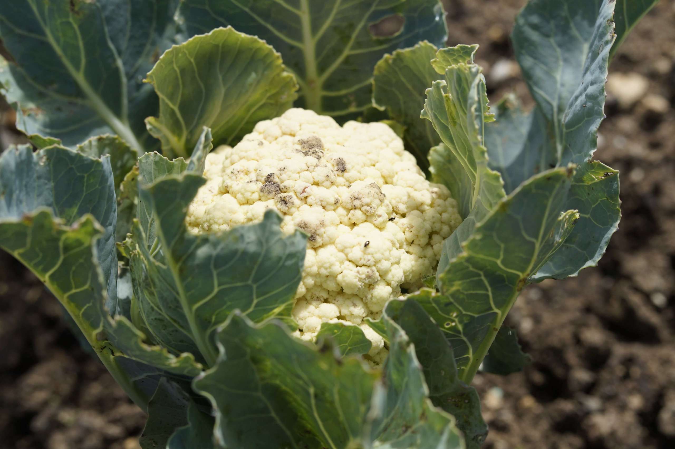 Growing Cauliflower: How to Plant, Grow, and Harvest Cauliflower