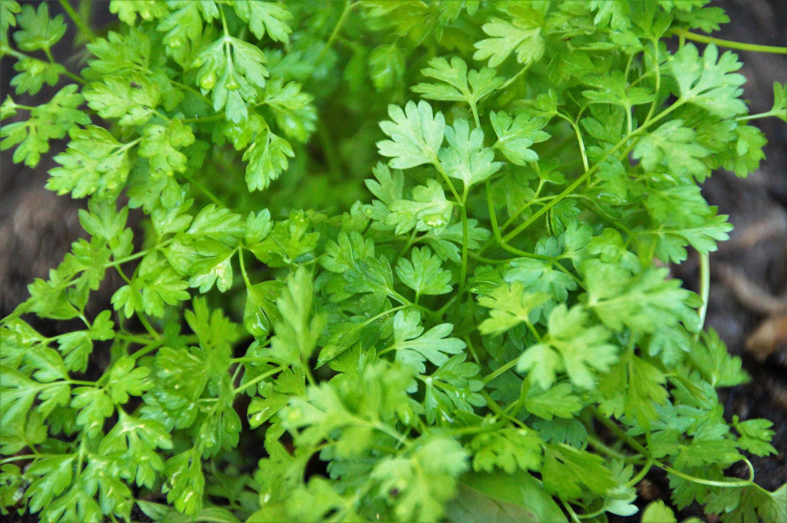 Growing Chervil: How to Plant, Grow, and Harvest Chervil