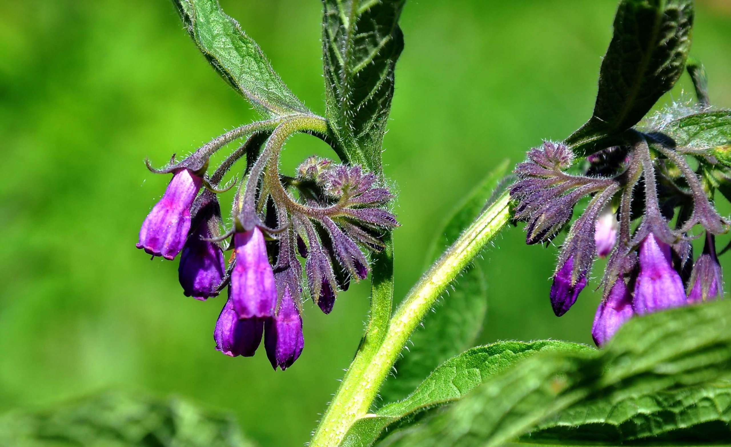 Growing Comfrey: How to Plant and Grow Comfrey