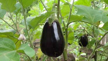 All What You Need to Know About Growing Nightshade Vegetables
