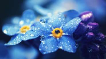 How to Plant, Grow, and Care for Forget-Me-Nots