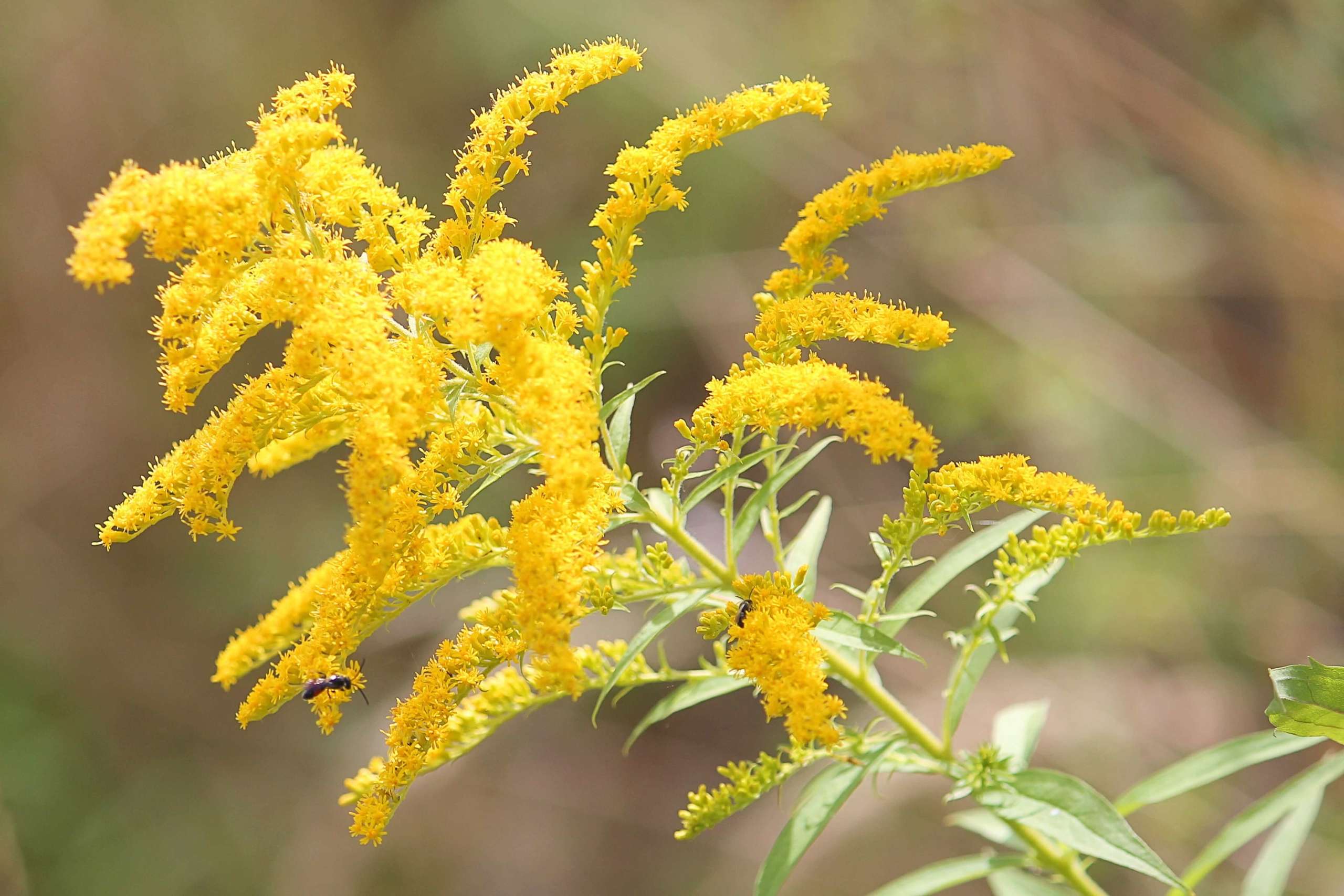 Growing Goldenrod: How to Plant, Grow, and Harvest Goldenrod