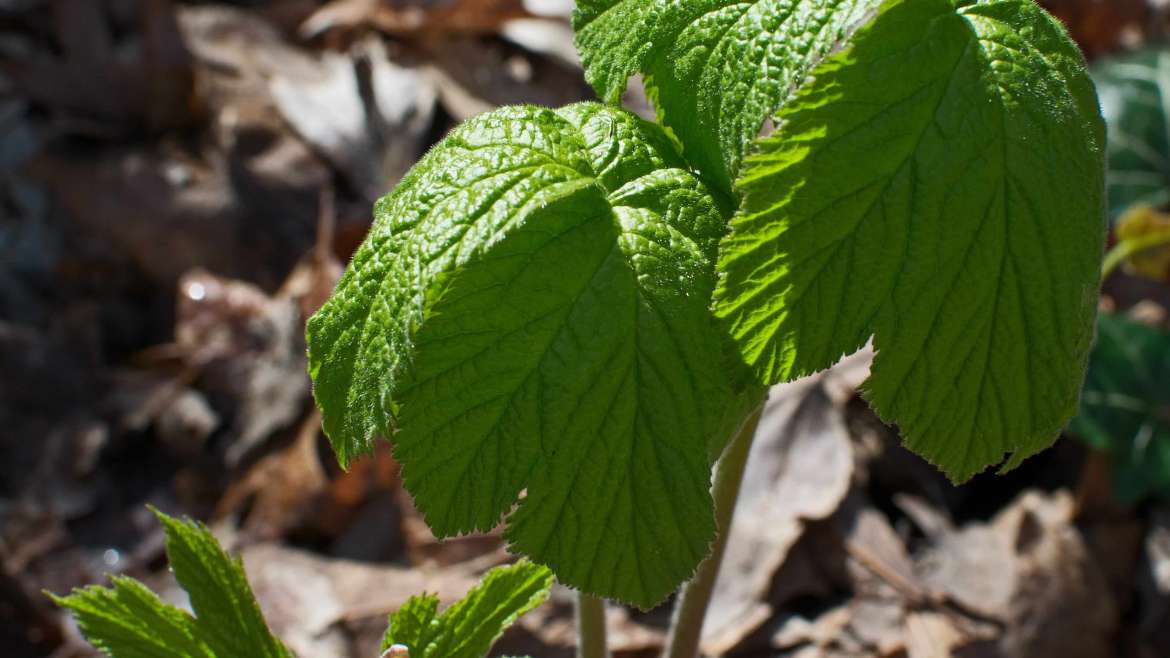 Growing Ginseng: How to Plant, Grow, and Harvest Ginseng