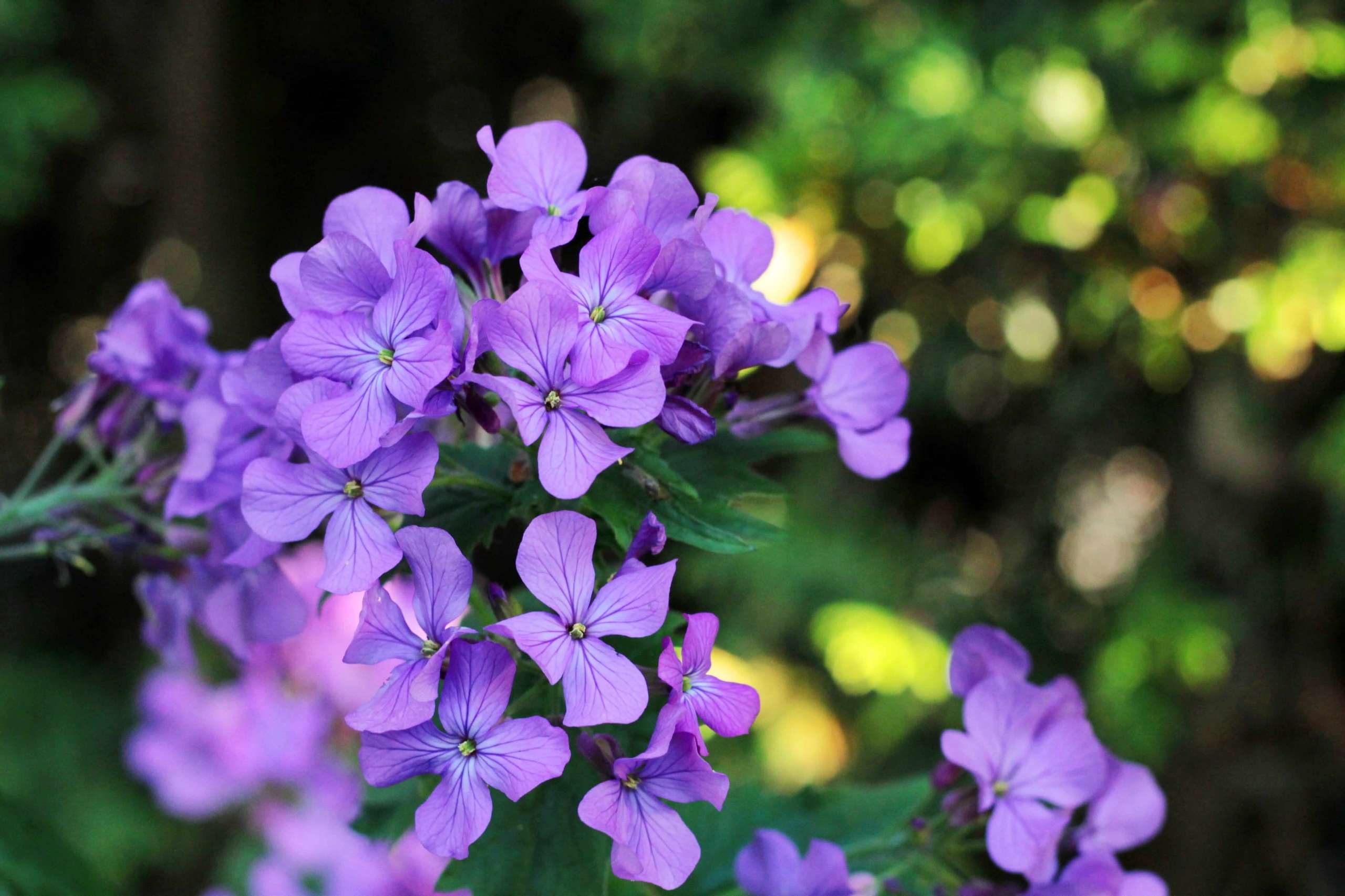 Growing Honesty: How to Plant, Grow, and Care for Honesty