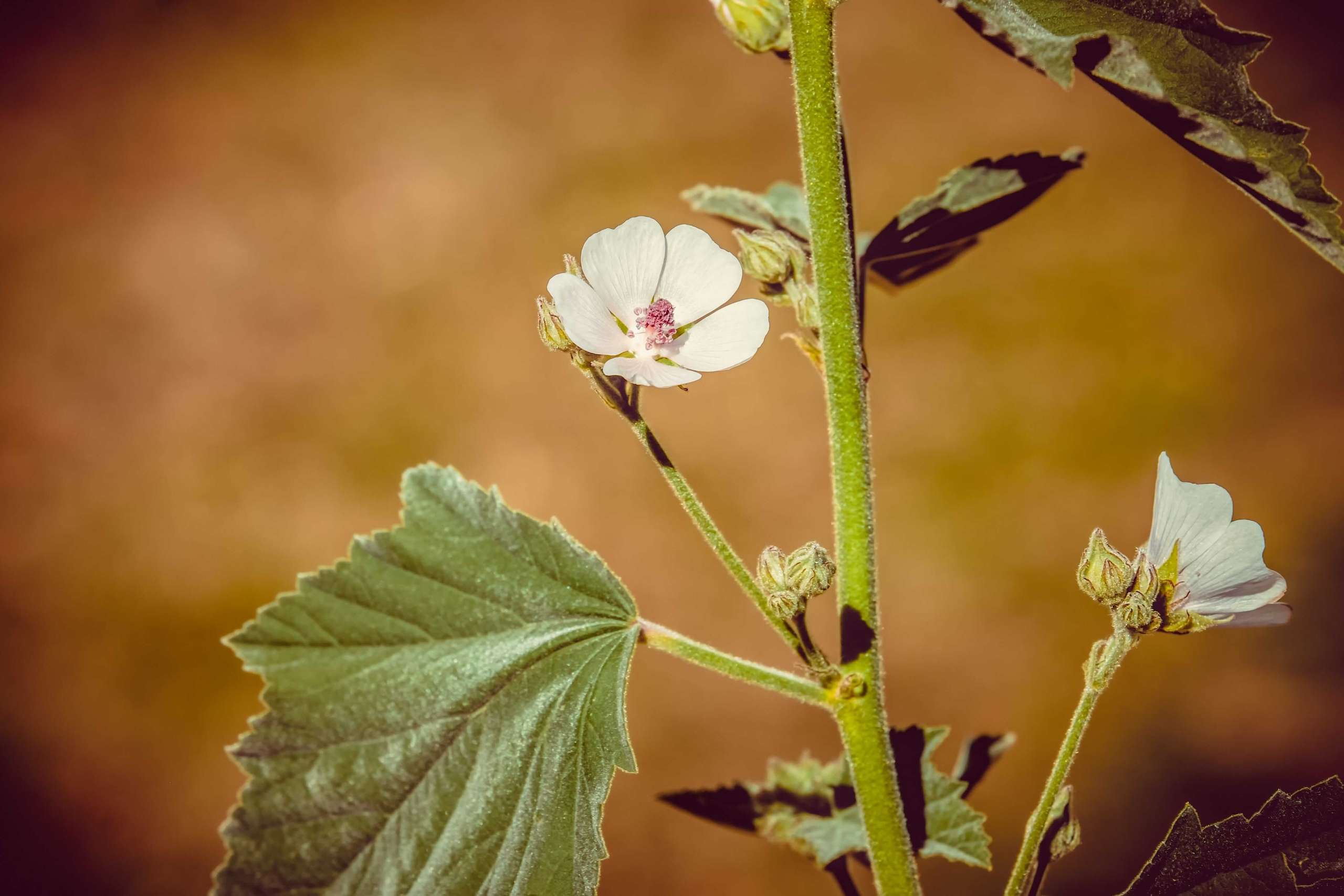 How to Plant, Grow, and Harvest Marshmallow Plants