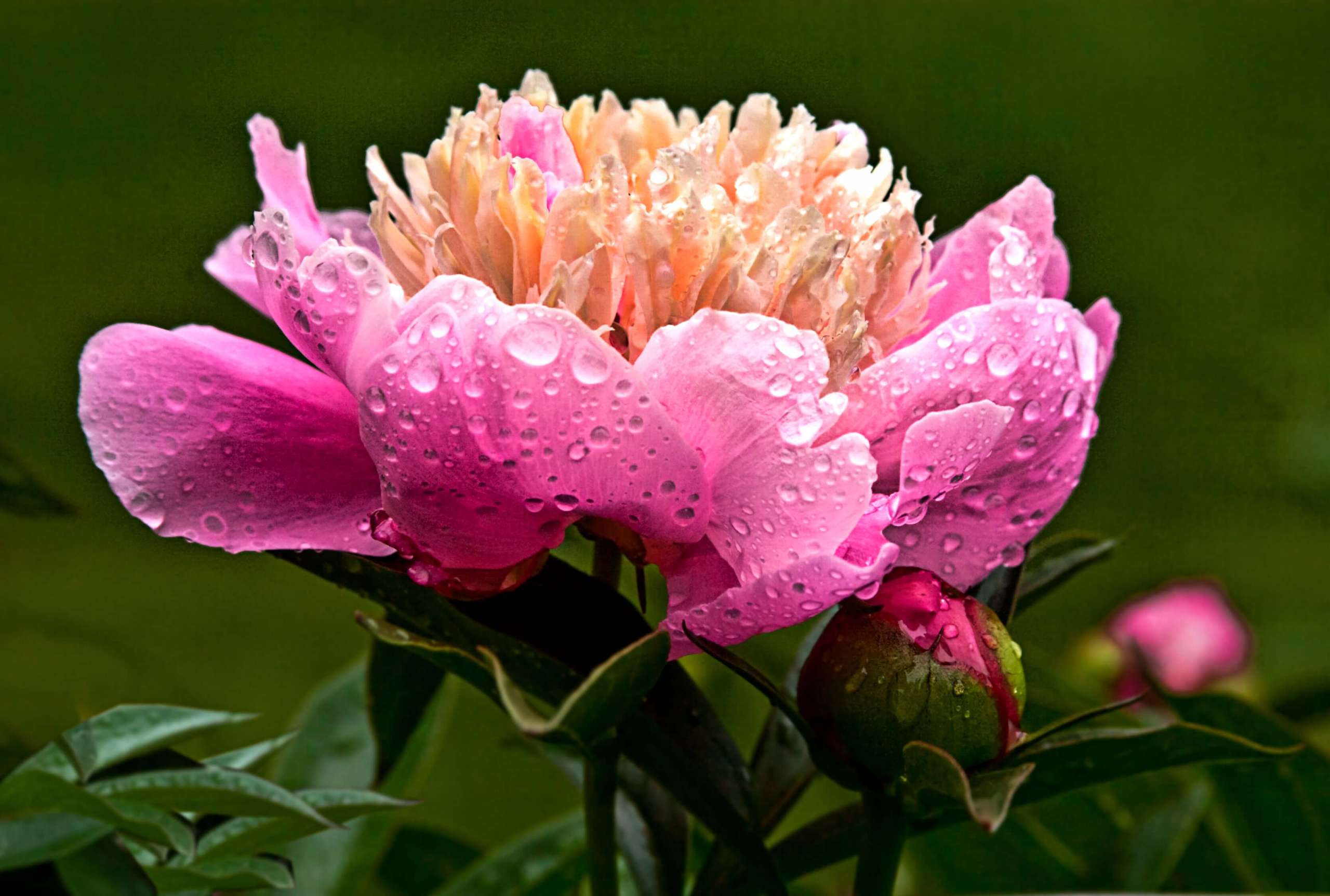 Growing Peonies: How to Plant and Grow Peony Flowers