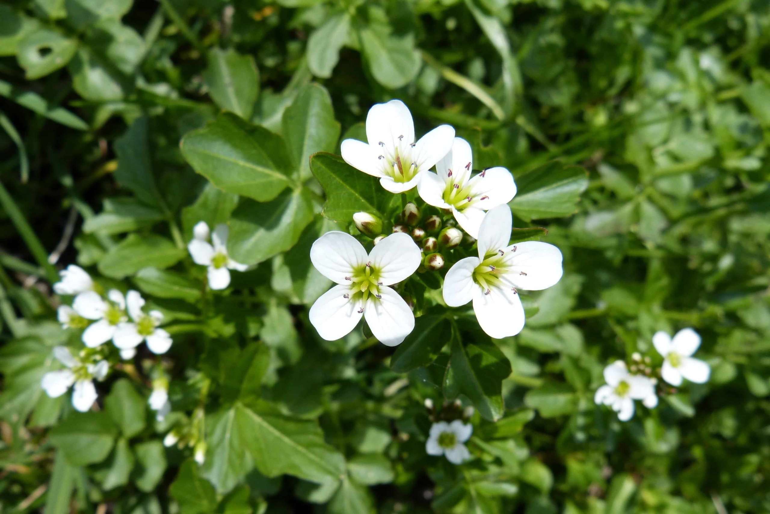 Growing Watercress: How to Plant, Grow, and Harvest Watercress