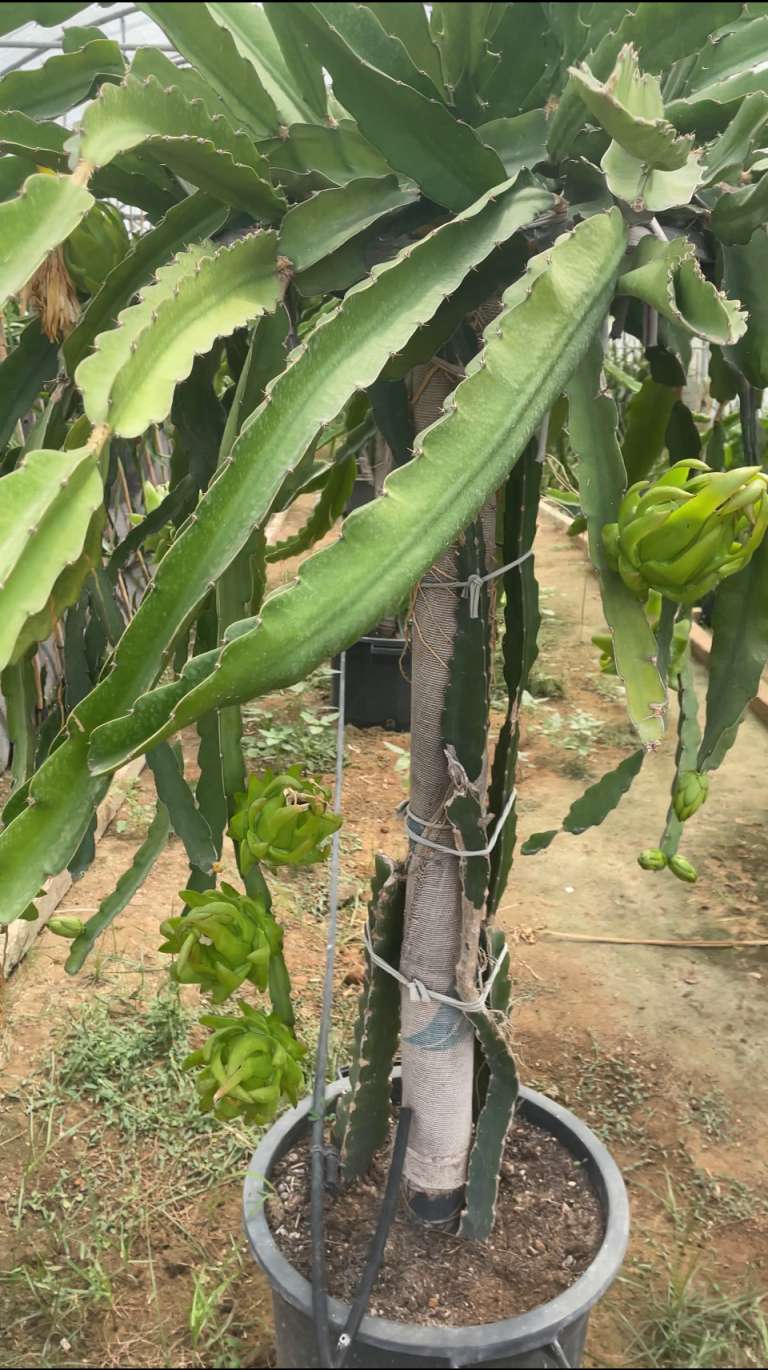 Growing Dragon Fruit in Containers — The Complete Guide