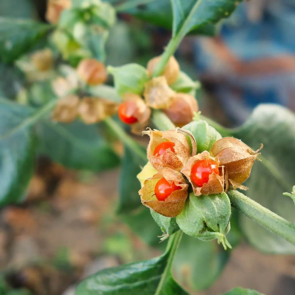 How to Plant, Grow, and Harvest Ashwagandha