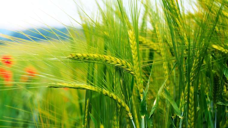 Growing Barley: How to Plant, Grow, and Harvest Barley