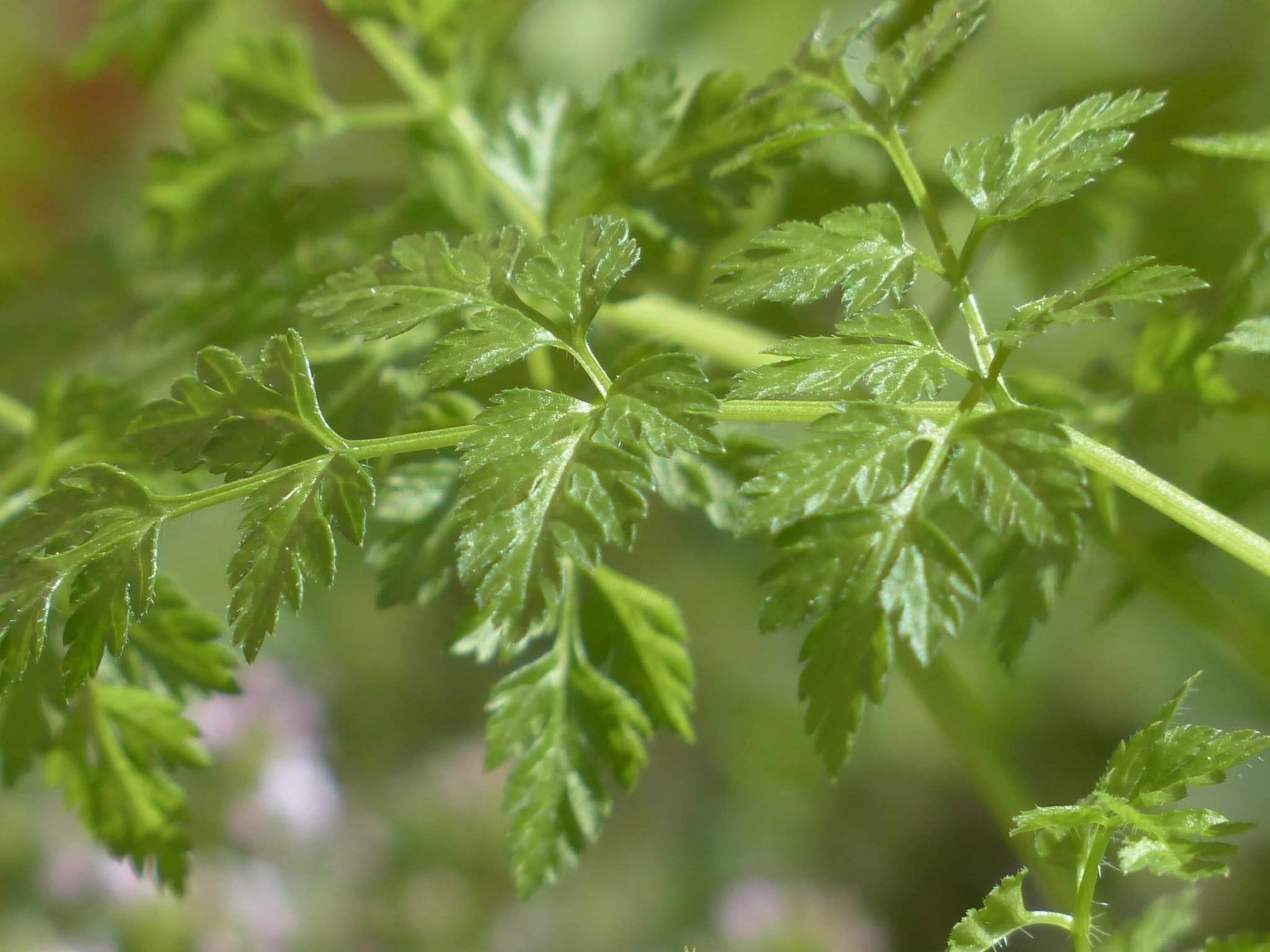 Growing Chervil: How to Plant, Grow, and Harvest Chervil
