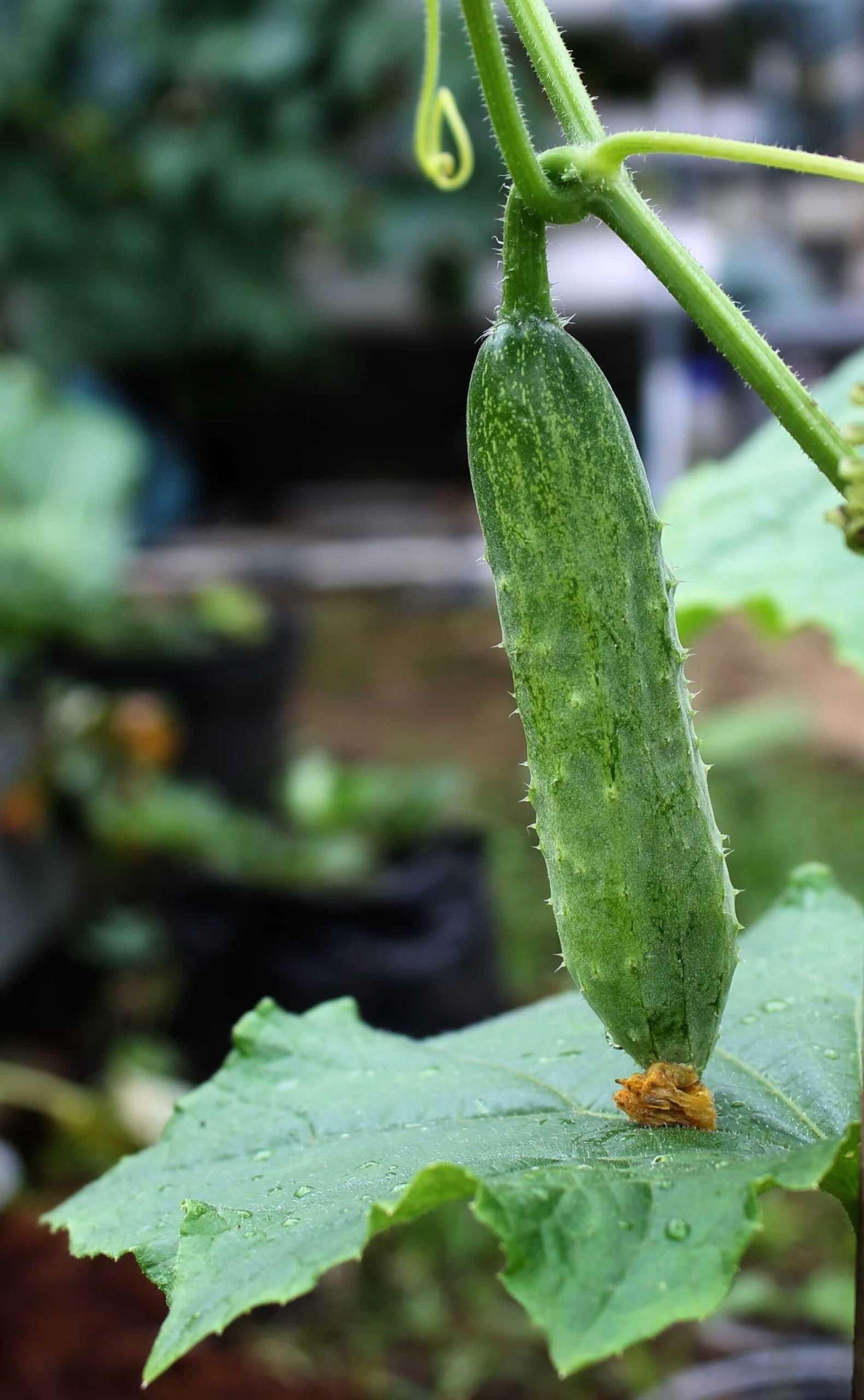 Growing Cucumber 101: From Seed to Harvest