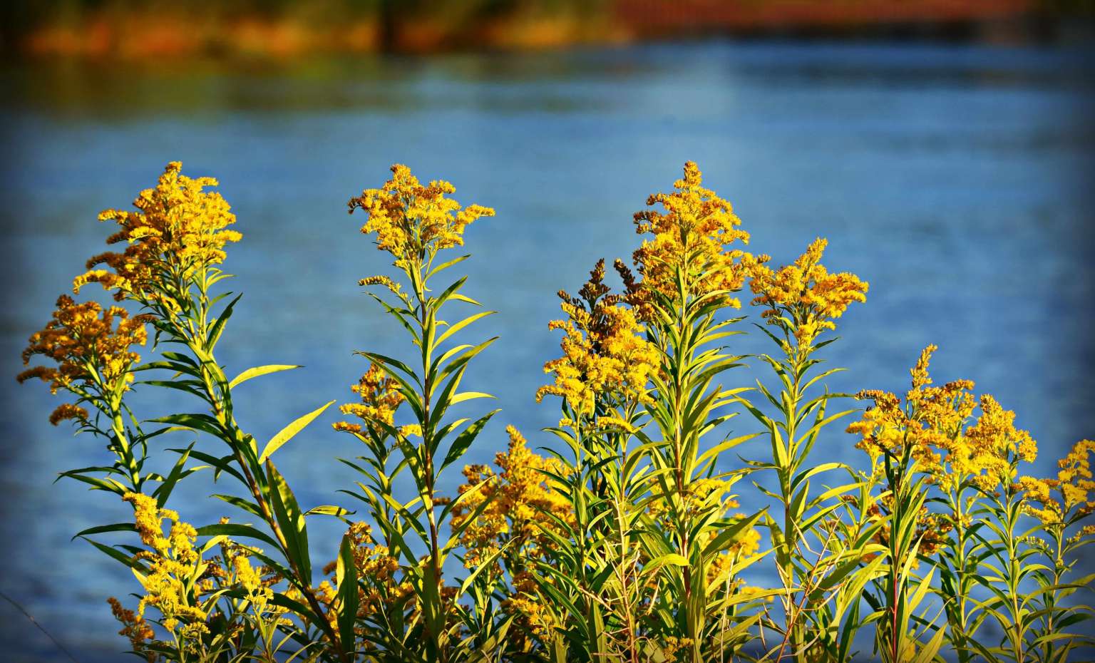 Growing Goldenrod: How to Plant, Grow, and Harvest Goldenrod