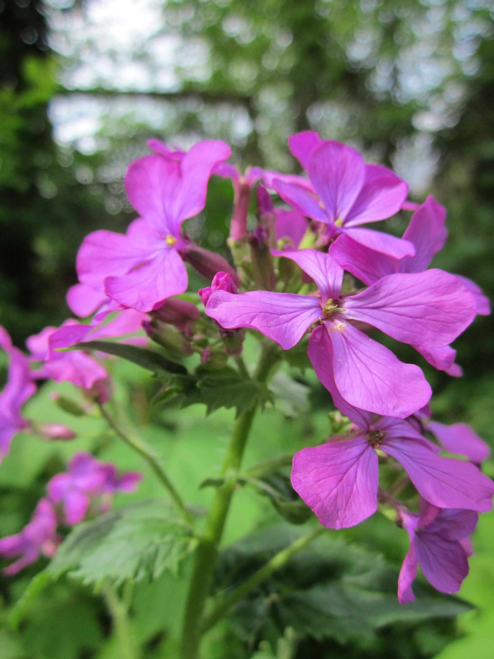 Growing Honesty: How to Plant, Grow, and Care for Honesty