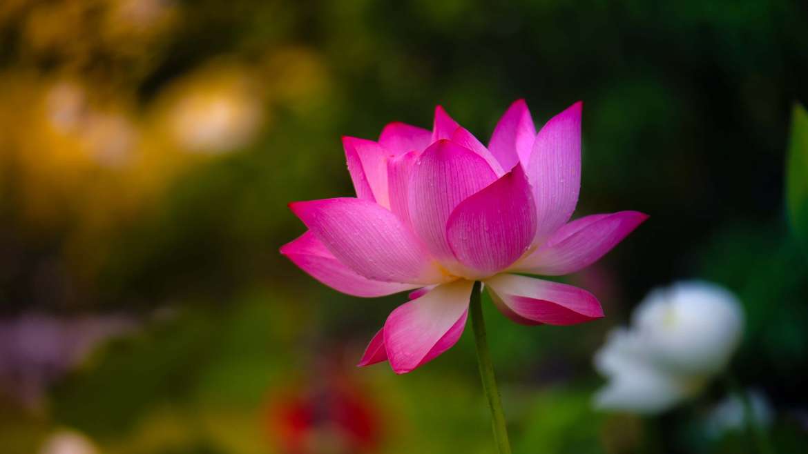 Growing Lilies: How to Plant and Grow Lily Flowers