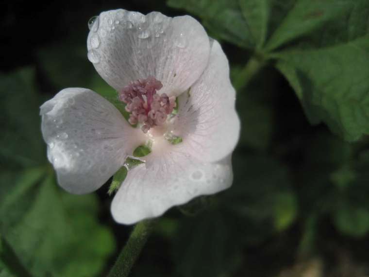 How to Plant, Grow, and Harvest Marshmallow Plants