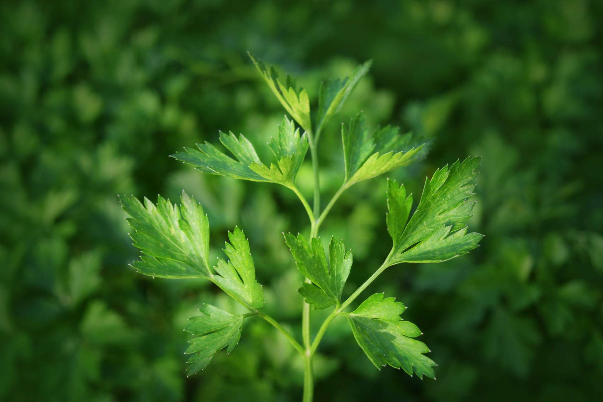 Best Soil and Conditions for Growing Parsley