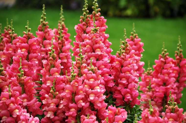 How to Plant, Grow, and Care for Snapdragons