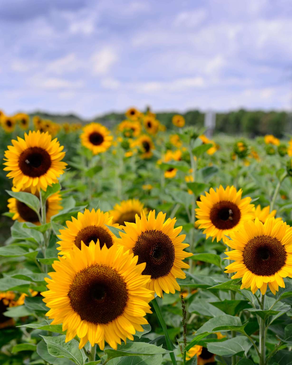 Growing Sunflowers: How to Plant, Grow, and Care for Sunflowers