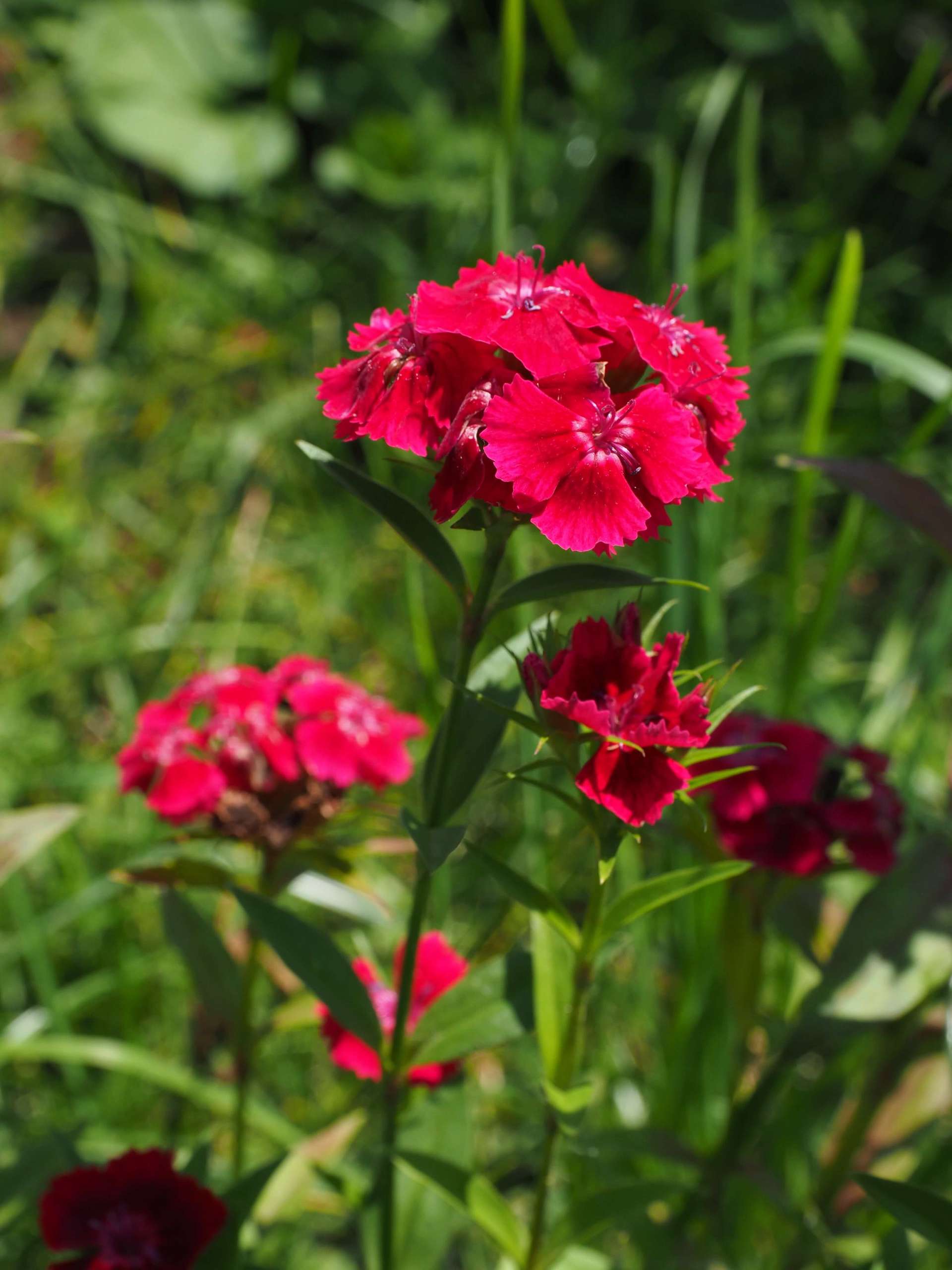 How to Plant, Grow, and Care for Sweet William