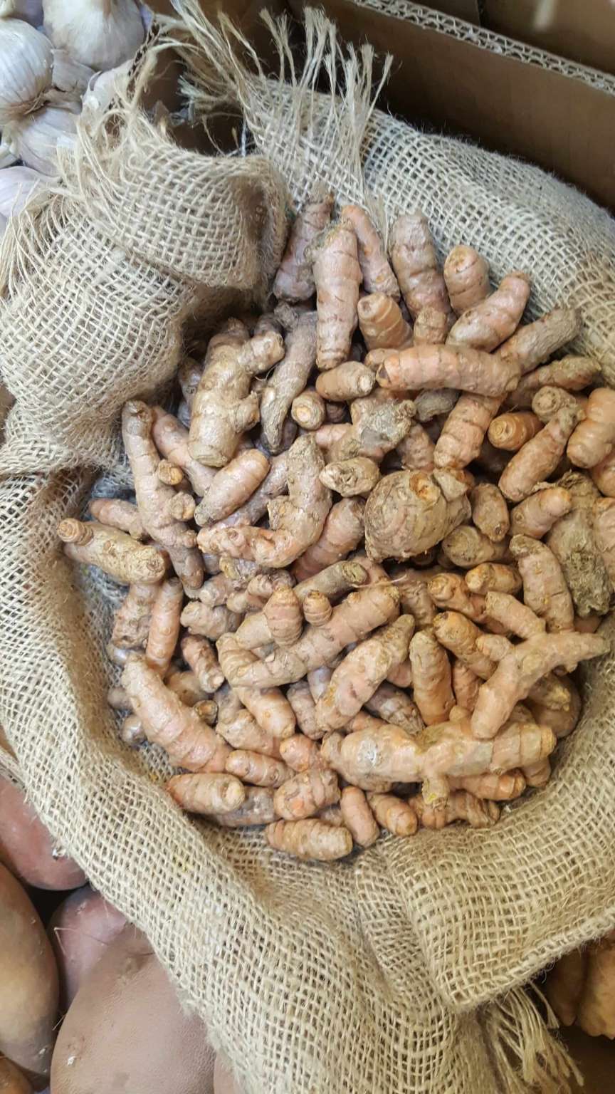 Growing Turmeric: How to Plant and Grow Turmeric