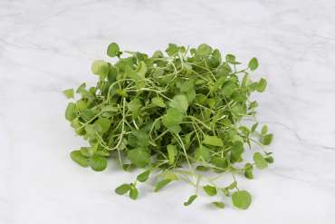 Growing Watercress: How to Plant, Grow, and Harvest Watercress